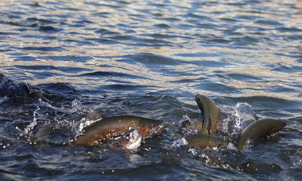 Fish farming on the rise as 350 new farms launched around the country ...