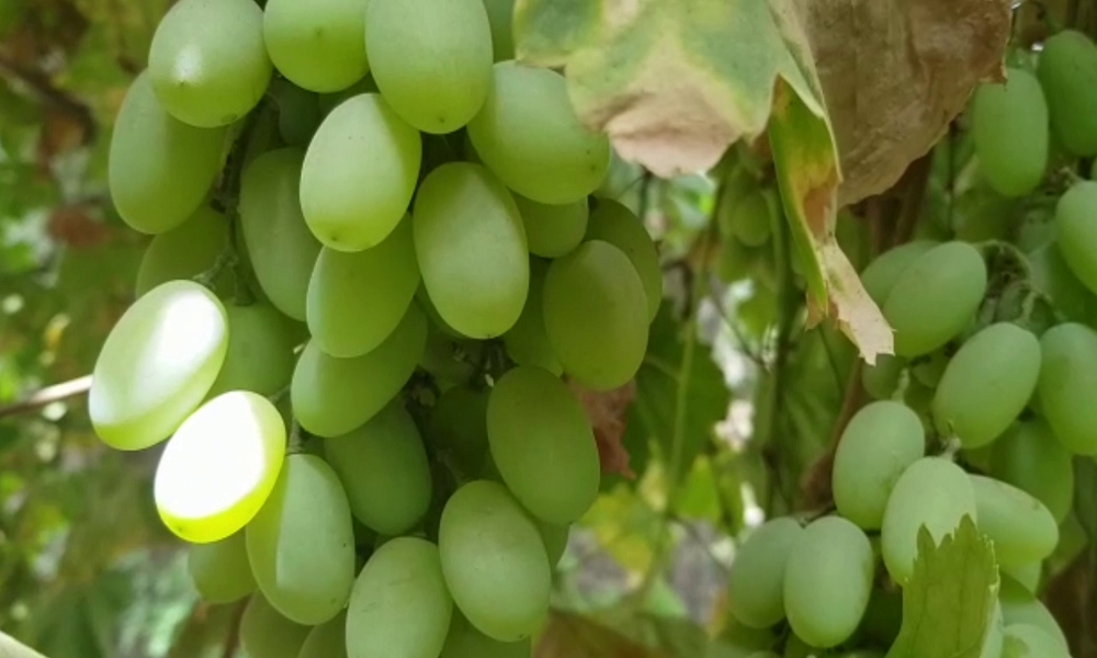 Kunduz sees grape harvests rise by 20% this year | Ariana News ...