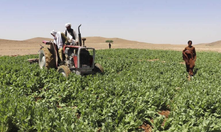 UN report shows sharp decline in Afghan opium cultivation; warns of ...