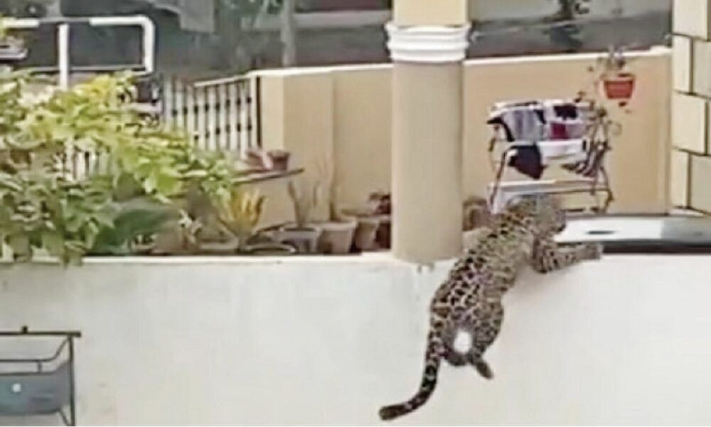 Escaped pet leopard runs amok in Pakistan capital | Ariana News | Afghanistan News