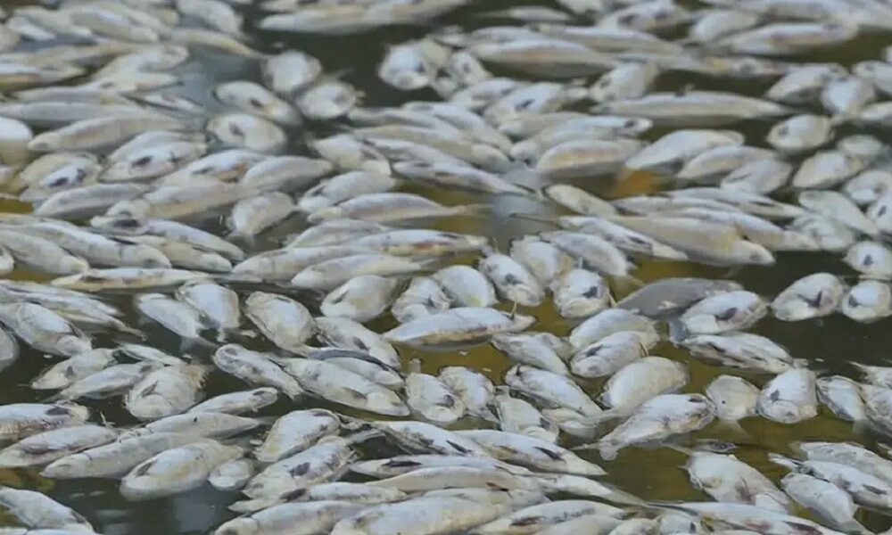 Millions of dead fish wash up amid heat wave in Australia | Ariana News ...