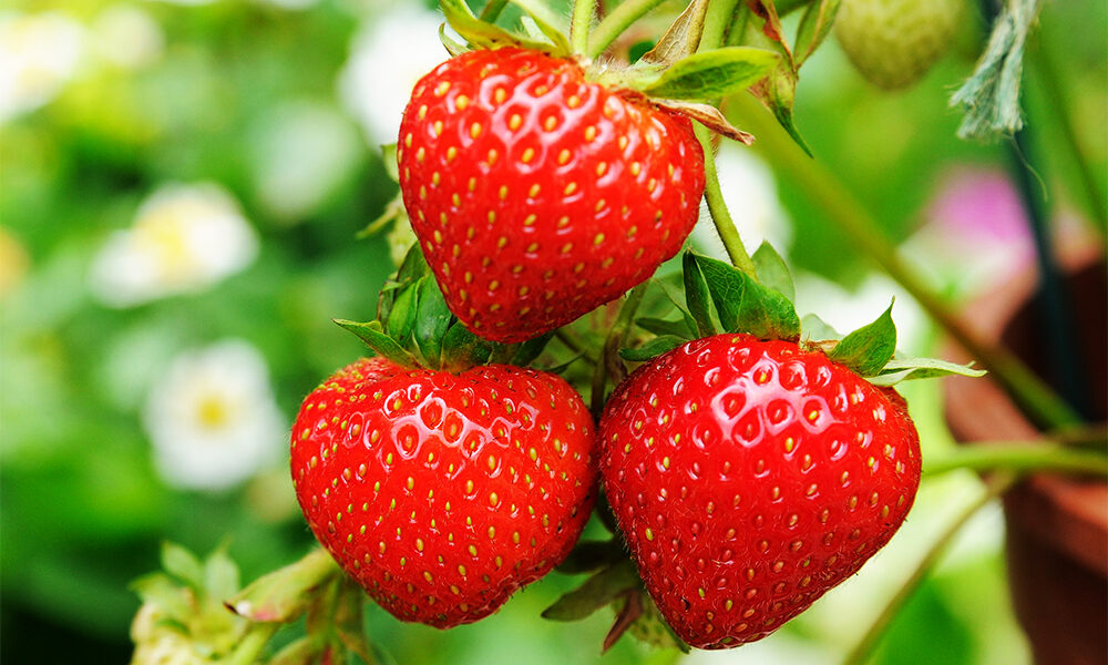 Afghan farmers harvest 337 MT of strawberries in past year | Ariana ...