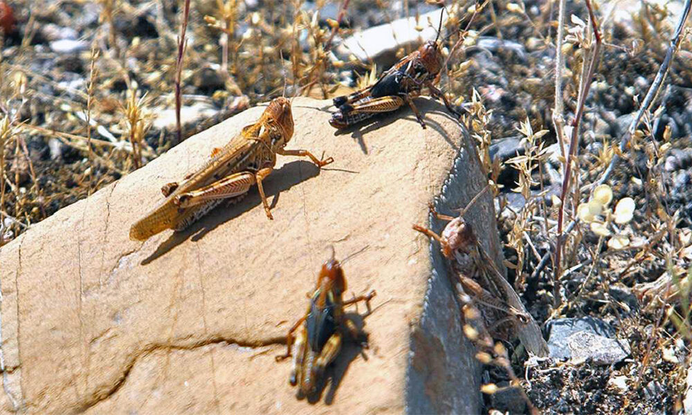 FAO warns of possible devastating locust outbreak in Afghanistan ...