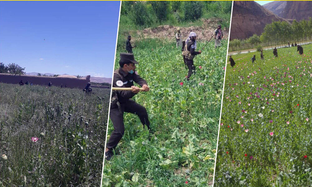 Over 2,000 acres of poppy fields destroyed in ongoing campaign | Ariana ...