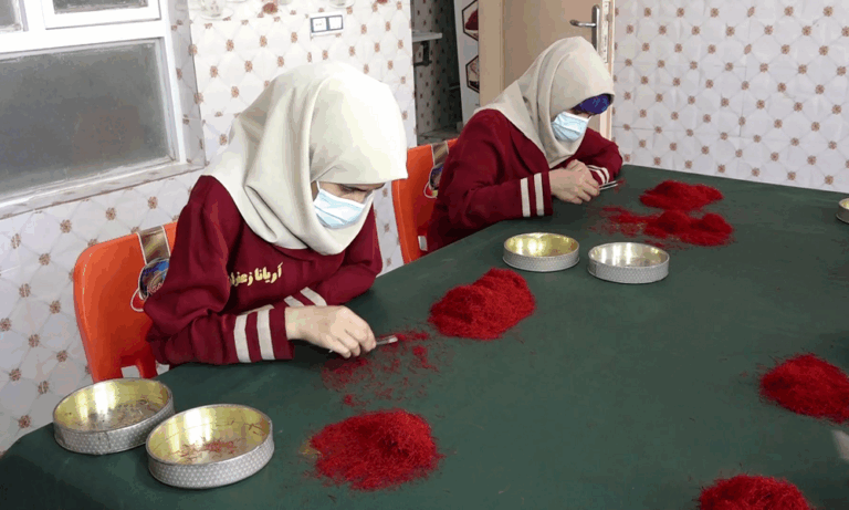 Afghanistan harvested 40 metric tons of saffron last year: Agriculture ...